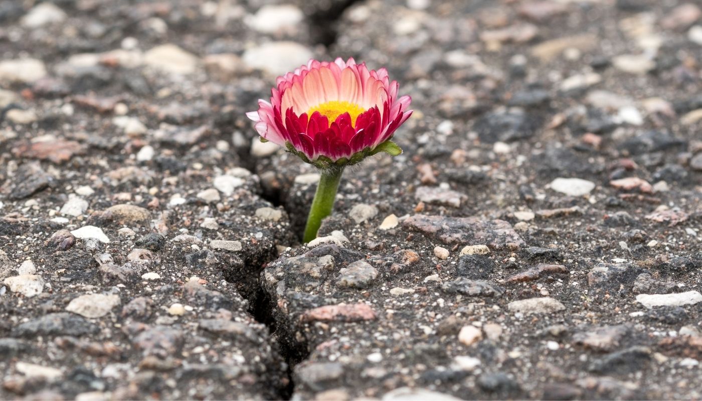 Post Abortion Support - Wellspring Life Ministry - Pro-Life Non-Profit ...